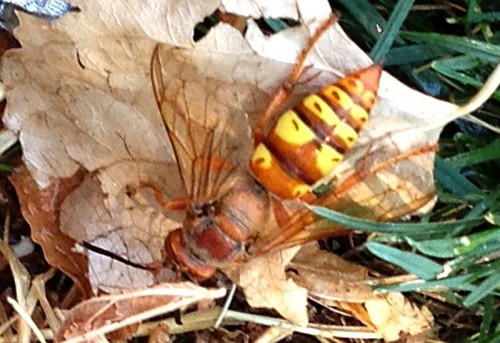 Unveiling 4 Types Of Enemies Of Cicada Killer Predators - What's That Bug?