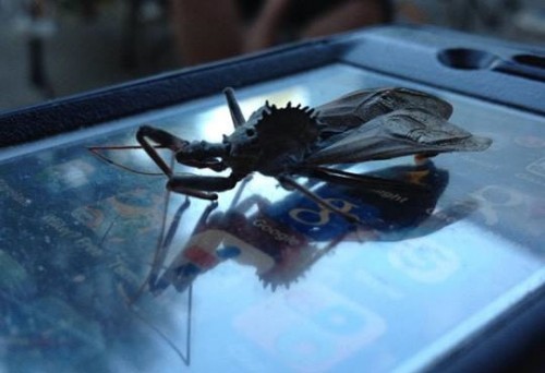 Are Wheel Bugs Poisonous? Debunking the Myths - What's That Bug?