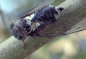 Where Are Cicadas Found? Discovering Their Global Habitats - What's ...