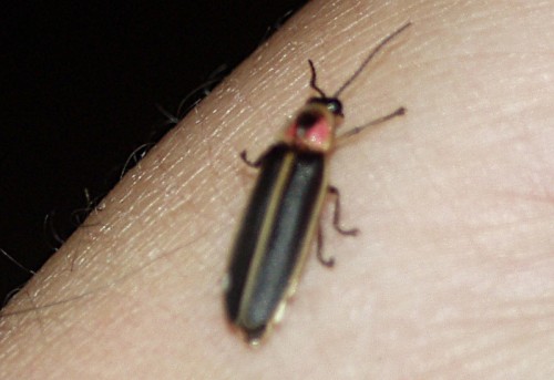 Where Are Fireflies Found? Uncovering Their Enchanting Habitats - What ...