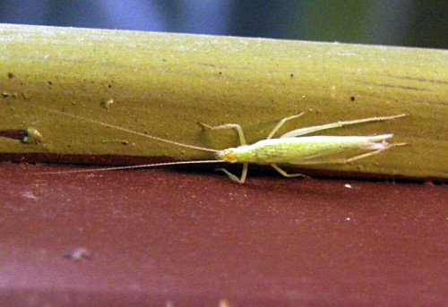 How Many Legs Do Crickets Have? A Quick Guide To Insect Anatomy - What ...