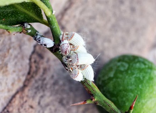 Cottony Cushion Scale: Comprehensive Guide in a Nutshell - What's That Bug?