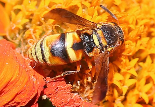 Potter Wasp Facts: All You Need to Know - What's That Bug?