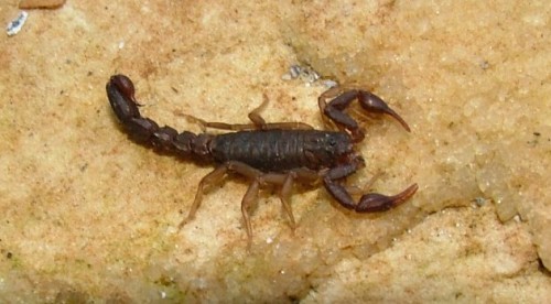What Eats Scorpions: The Ultimate Predators Revealed - What's That Bug?