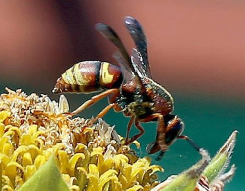 Potter Wasp Facts: All You Need to Know - What's That Bug?