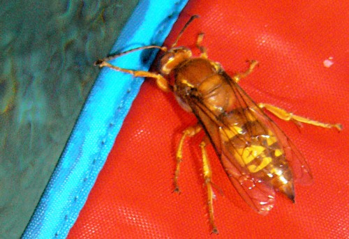 Unveiling 4 Types Of Enemies Of Cicada Killer Predators - What's That Bug?