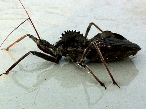 Are Wheel Bugs Poisonous? Debunking The Myths - What's That Bug?