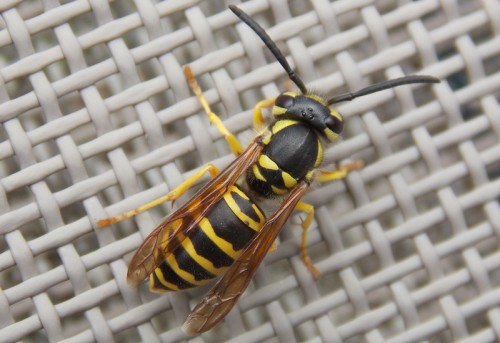 Yellow Jacket: All You Need To Know In A Nutshell - What's That Bug?