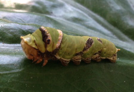 Citrus Swallowtail Caterpillars: Everything You Need To Know - What's ...