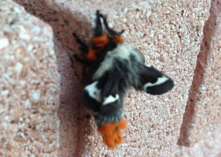 Buck Moth Caterpillar: All You Need To Know For Safe Encounters - What ...