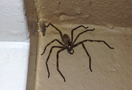 Mastering Huntsman Spiders: A Complete Handbook For Enthusiasts - What ...