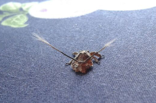 Planthopper Nymph (Fluffy Tail/Bum): Discovering Nature's Unique Little ...
