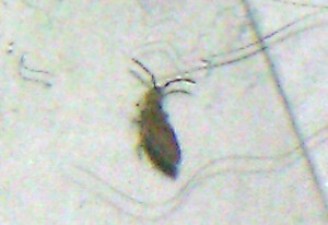 How To Get Rid Of Springtails Naturally? Helpful Tips - What's That Bug?