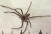 Where Do Huntsman Spiders Live? Unraveling Their Living Spaces - What's ...
