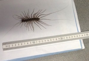 House Centipede: All You Need To Know In A Quick Guide - What's That Bug?
