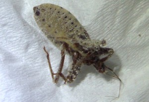 Masked Hunter Bug In House: Quick Solutions And Prevention Tips - What ...