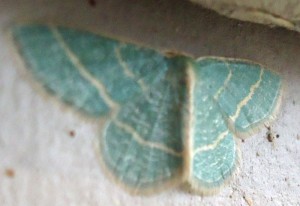 Emerald Moth: All You Need To Know In A Quick Guide - What's That Bug?