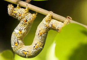 Types Of Inchworms: A Friendly Guide To Identifying Your Tiny Crawlers ...