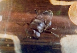 Where Are Botflies Found? Discover Their Habitats And Regions - What's ...