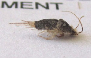 Earwig Vs Silverfish: Unveiling Key Differences And Control Tips - What ...