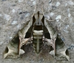 Are Pandora Sphinx Moths Rare? Unveiling The Mystery Of This Enigmatic ...