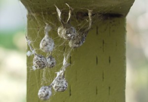 What Do Spider Eggs Look Like? A Quick Visual Guide - What's That Bug?