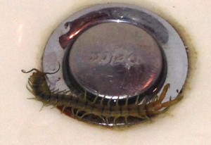 What Do Centipedes Eat: A Quick And Friendly Guide - What's That Bug?