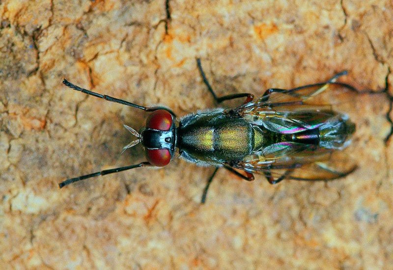 Different Types of Flies: Exploring Fascinating Species and Their Roles ...