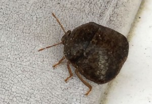 Black Kudzu Bug: All You Need to Know in a Quick Guide - What's That Bug?