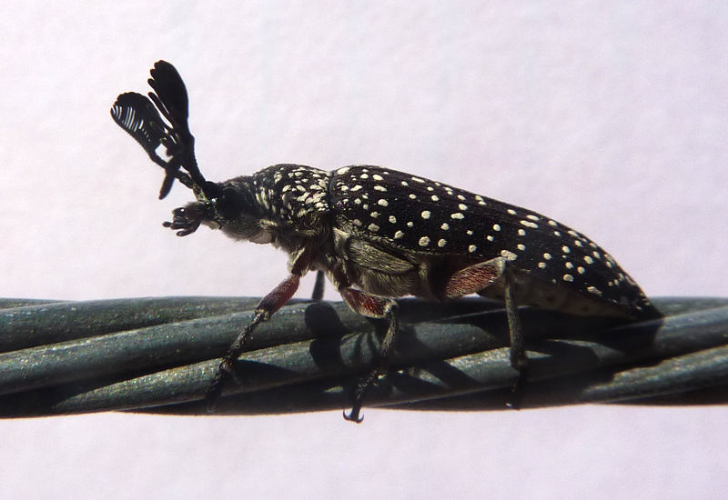 Insect With Antlers