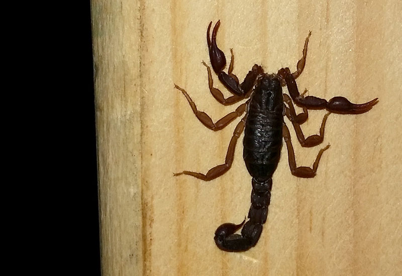 What Eats Scorpions: The Ultimate Predators Revealed - What's That Bug?