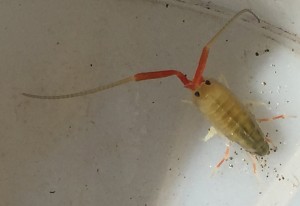 Isopod: All You Need to Know for a Fascinating Discovery - What's That Bug?