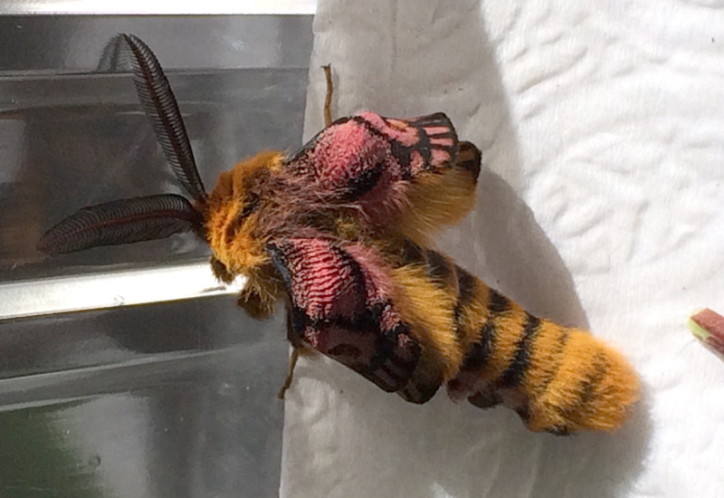 Sheep Moth: All You Need to Know in a Nutshell - What's That Bug?