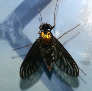 Golden Backed Snipe Fly: Essential Facts For Enthusiasts - What's That Bug?