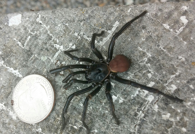 Ravine Trapdoor Spider: All You Need to Know in One Quick Guide - What ...