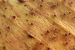 How Do Aphids Reproduce Asexually? Explained - What's That Bug?