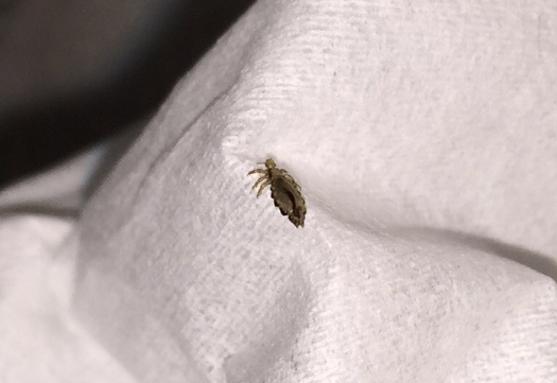 Human Louse What s That Bug 