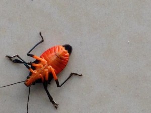 Predatory Stink Bug: All You Need to Know in a Nutshell - What's That Bug?