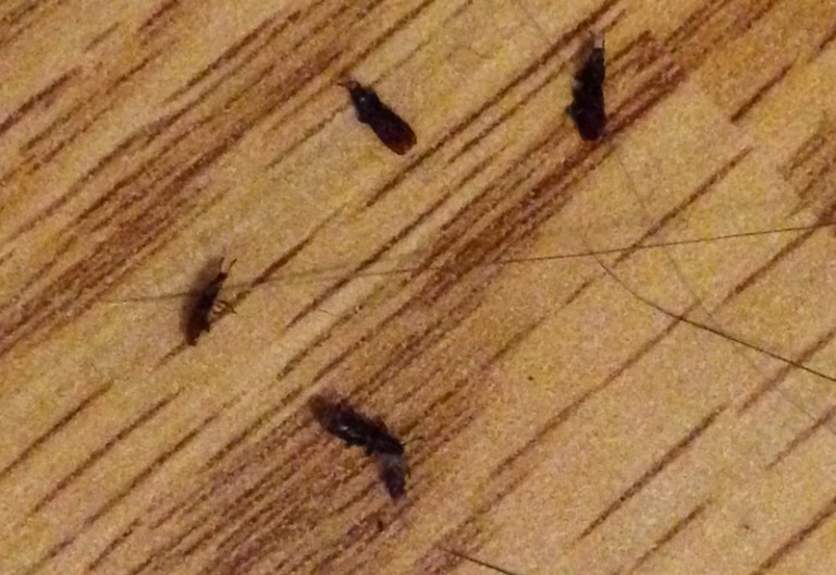 Foreign Grain Beetle: All You Need To Know In A Nutshell - What's That Bug?