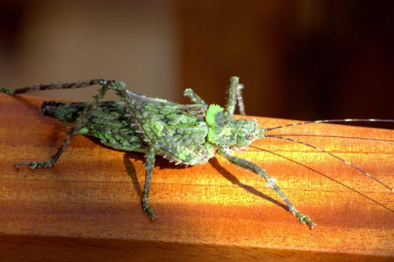 When Do Katydids Come Out: A Friendly Guide To Their Appearance - What ...