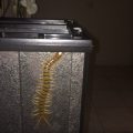 What Do Centipedes Eat: A Quick And Friendly Guide - What's That Bug?