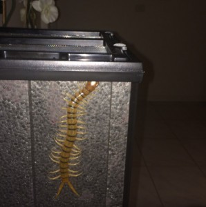 What Do Centipedes Eat: A Quick And Friendly Guide - What's That Bug?