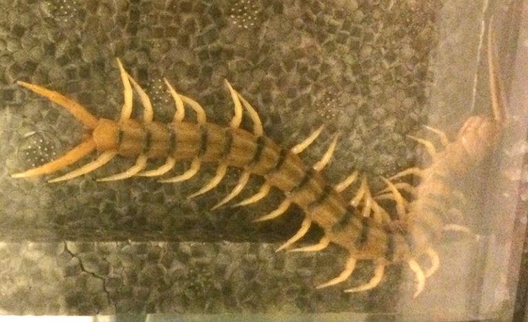 What Do Centipedes Eat: A Quick and Friendly Guide - What's That Bug?