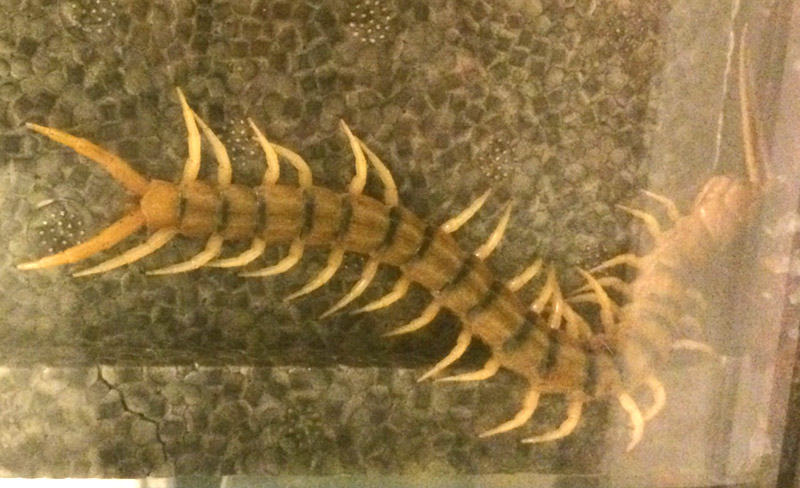 What Do Centipedes Eat: A Quick and Friendly Guide - What's That Bug?