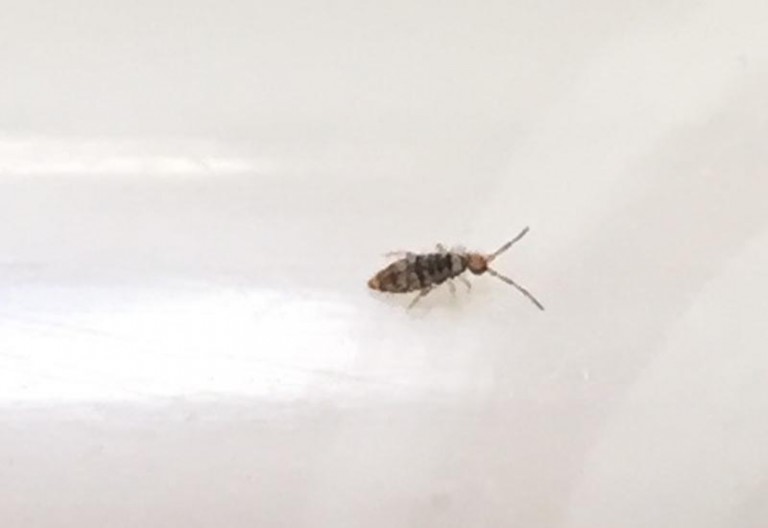 Tiny Bugs That Jump When You Try To Kill Them May Be Springtails - What ...