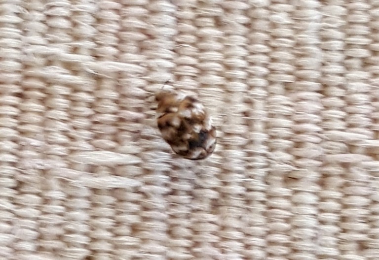 What Do Carpet Beetles Eat: A Quick Guide For Curious Homeowners - What ...