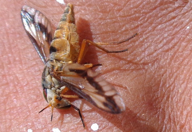 Deer Fly Bite: Is It Poisonous? Uncovering The Truth - What's That Bug?