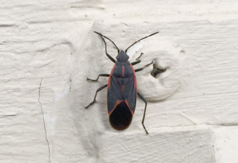 Life Cycle Of Boxelder Bugs: A Fascinating Journey Unveiled - What's ...