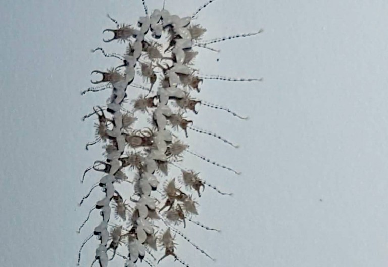 Neuropterans: All You Need To Know – A Quick Guide To These Fascinating ...