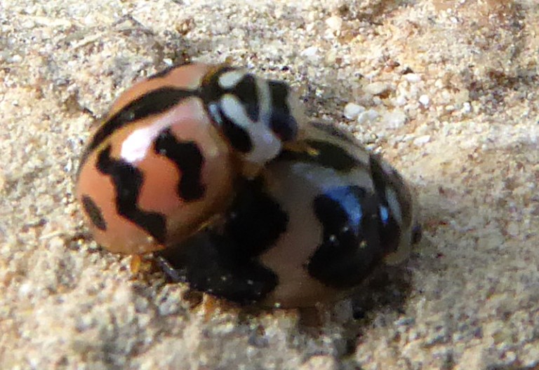 Are Ladybugs Poisonous? A Closer Look At The Orange Varieties - What's ...